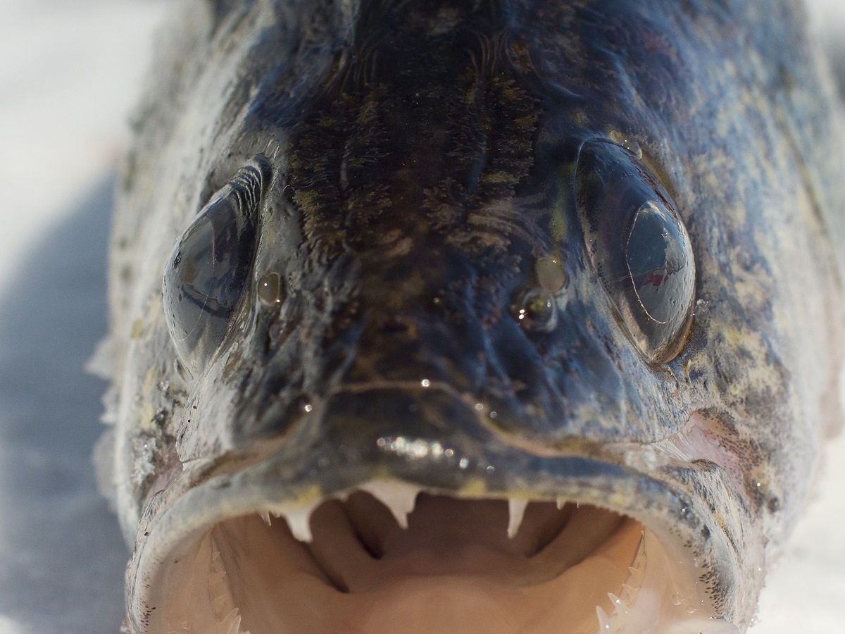Walleye Teeth