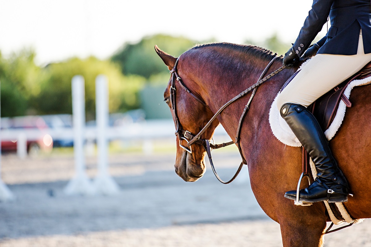 Winter Equestrian Festival to Return to Wellington, Driving Economic ...